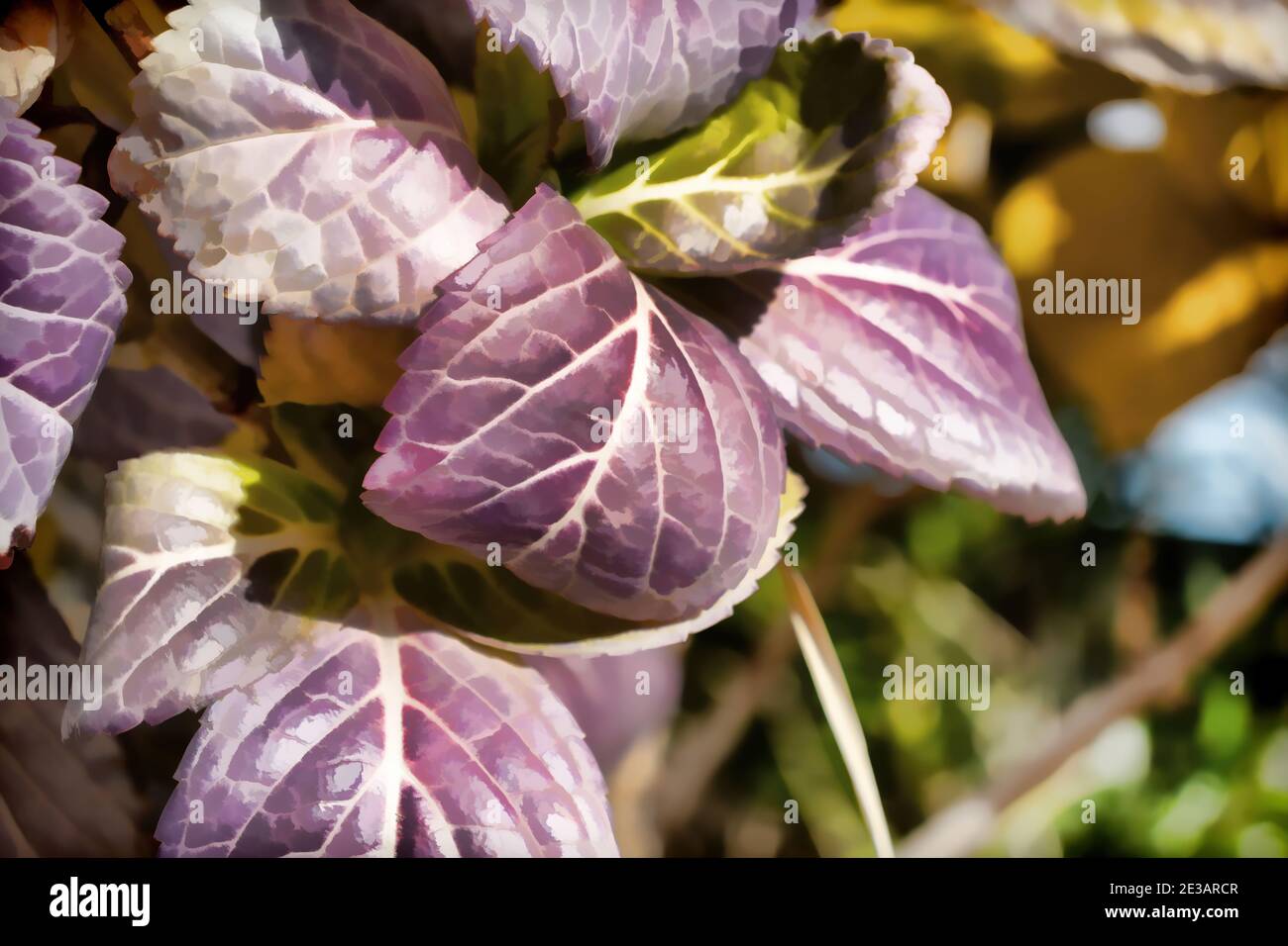 Curled up, purple leaves of plant Stock Photo - Alamy