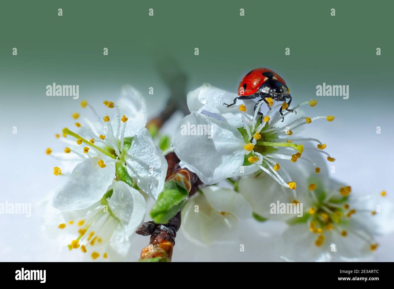 Ladybug on branch hi-res stock photography and images - Alamy