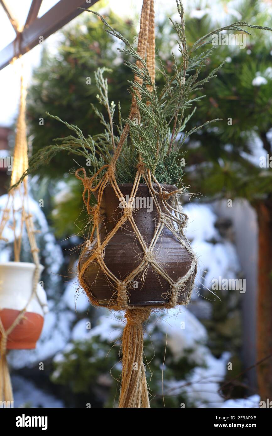 Pots with coniferous branches Stock Photo - Alamy
