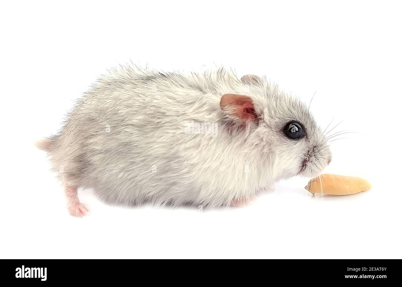 Hamster eats nuts isolated on white backgrounds Stock Photo - Alamy