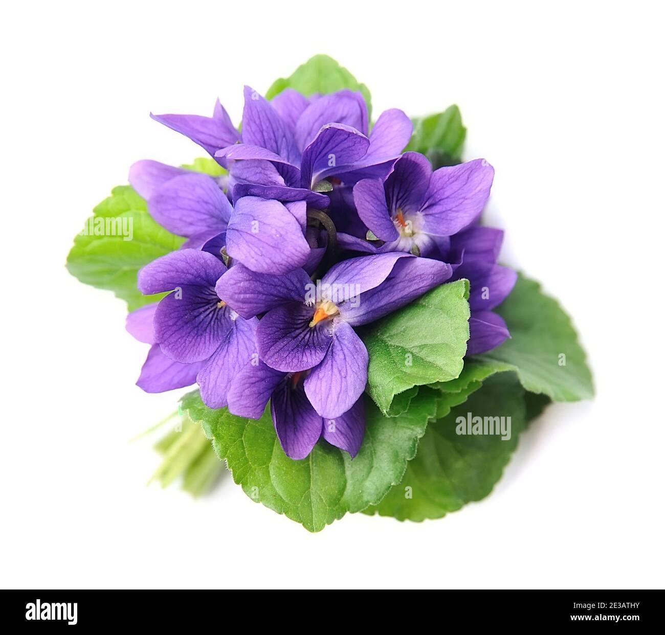 Wild violet flowers isolated on white backgrounds Stock Photo - Alamy