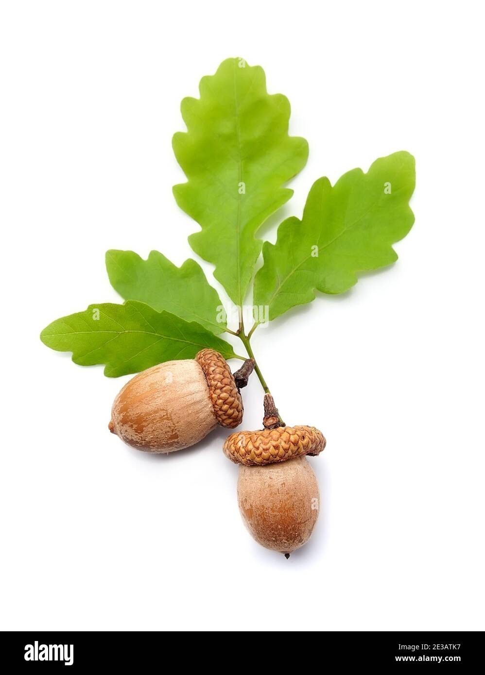 Acorns with leaves isolated on white backgrounds Stock Photo - Alamy