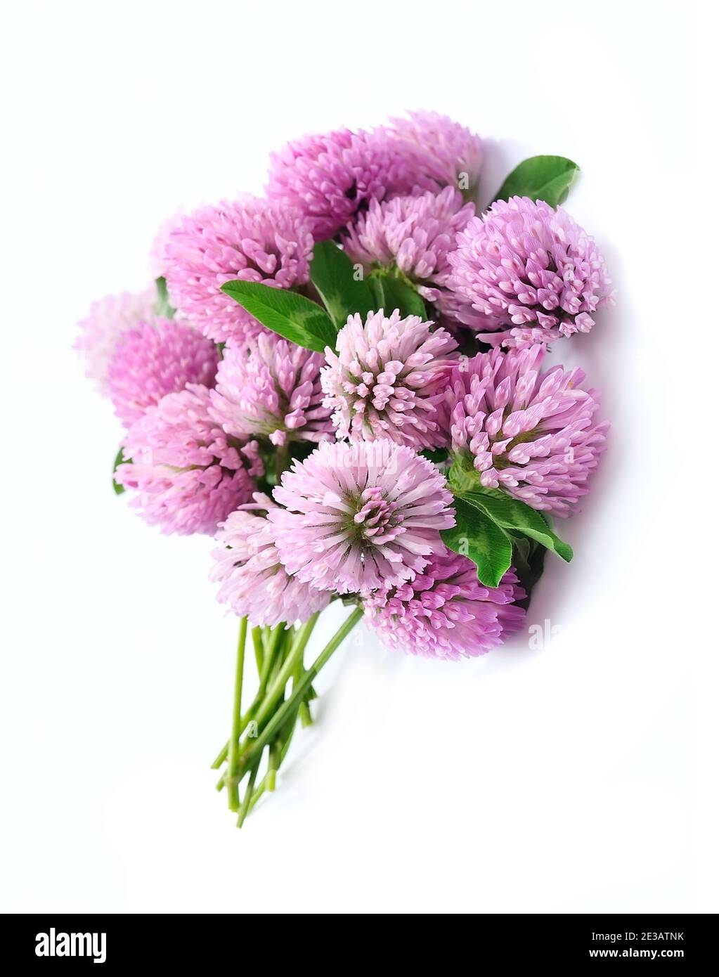 Red clover flower isolated on white backgrounds Stock Photo - Alamy