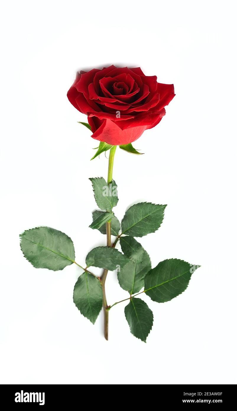 One single rose isolated on white backgrounds Stock Photo - Alamy