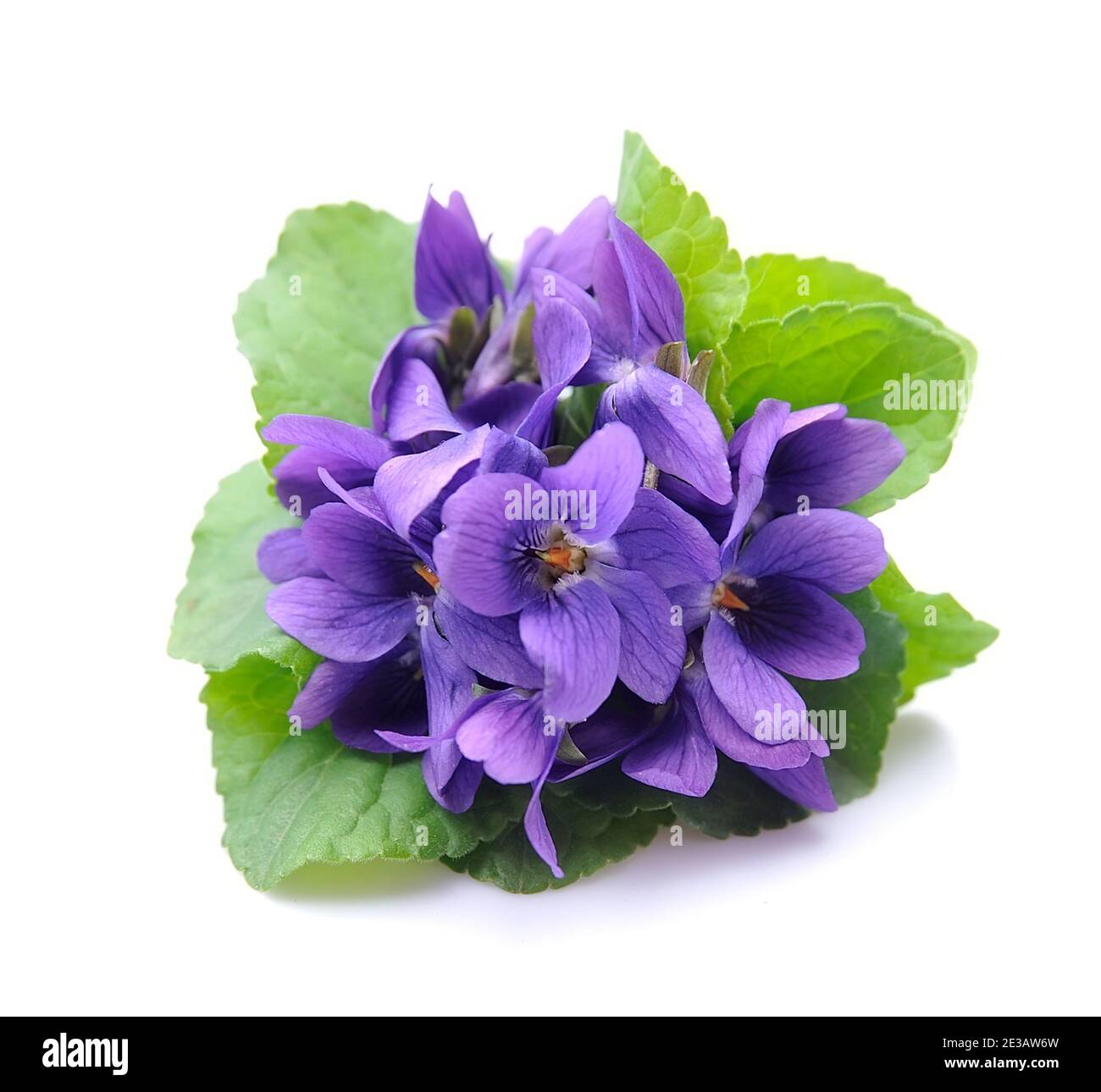 Wild violet flowers isolated on white backgrounds Stock Photo - Alamy