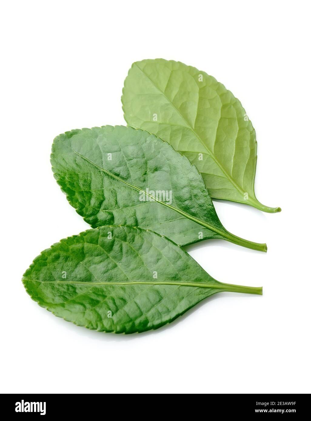 Tea leaves closeup on a white background Stock Photo - Alamy