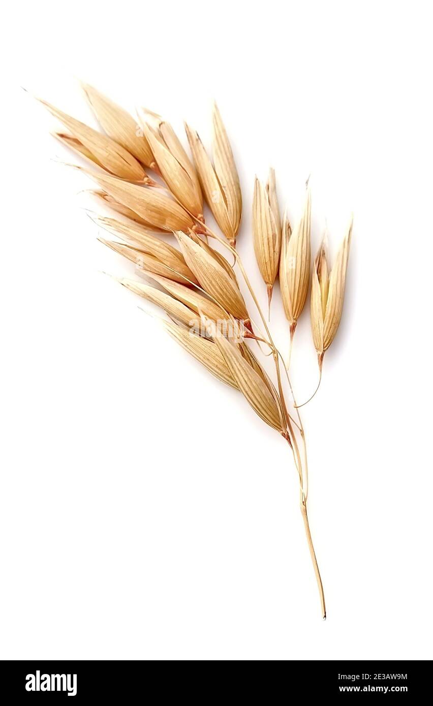 Oat plant isolated on white backgrounds Stock Photo - Alamy