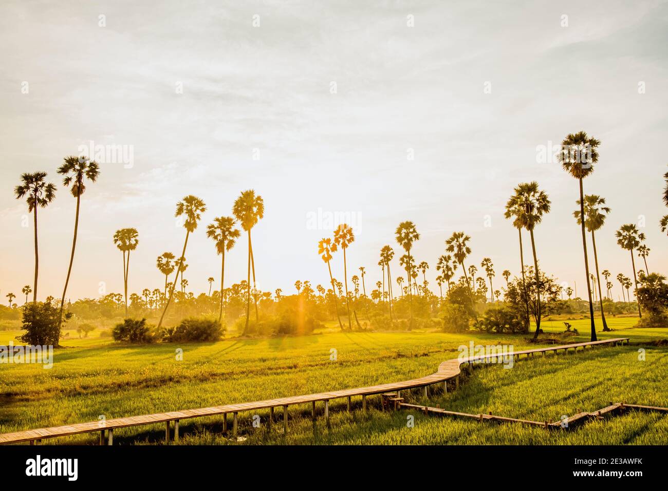 Beautiful wooden Bamboo bridge among the tropical palm trees at sunset ...