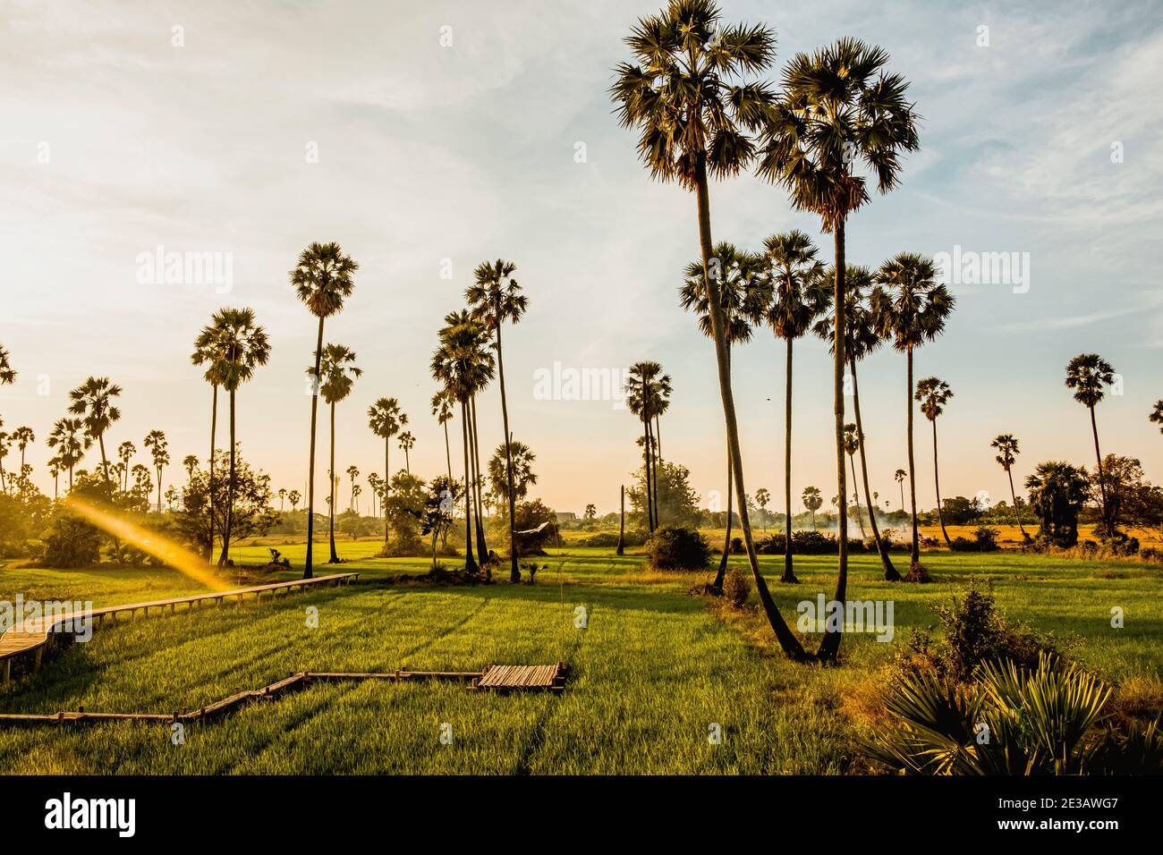 Beautiful wooden Bamboo bridge among the tropical palm trees at sunset ...