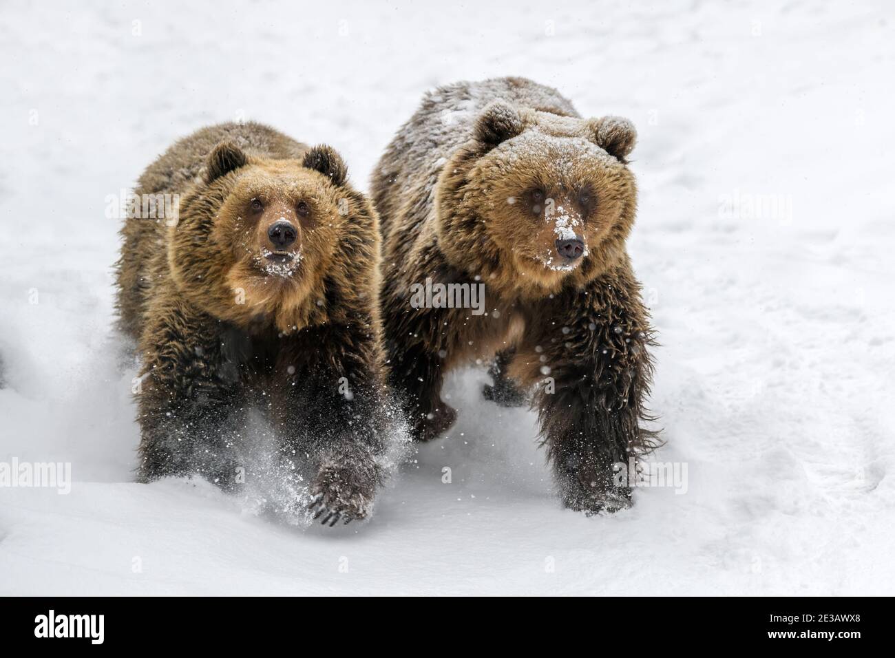 Bear running hi-res stock photography and images - Alamy