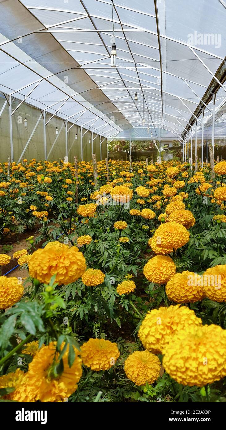 Marigold bali orange hi-res stock photography and images - Alamy
