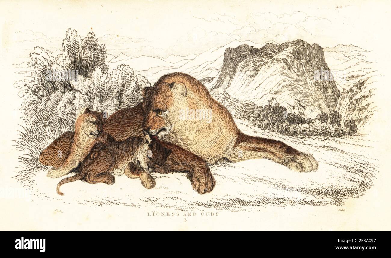 Lioness and cubs, Panthera leo (Felis leo). Handcoloured steel ...
