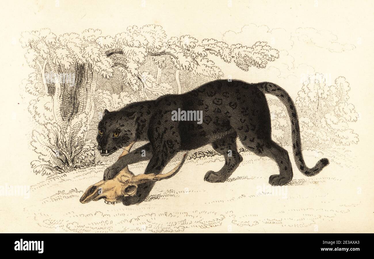 Black jaguar or black panther, Fanthera onca, with skull. Melanistic ...