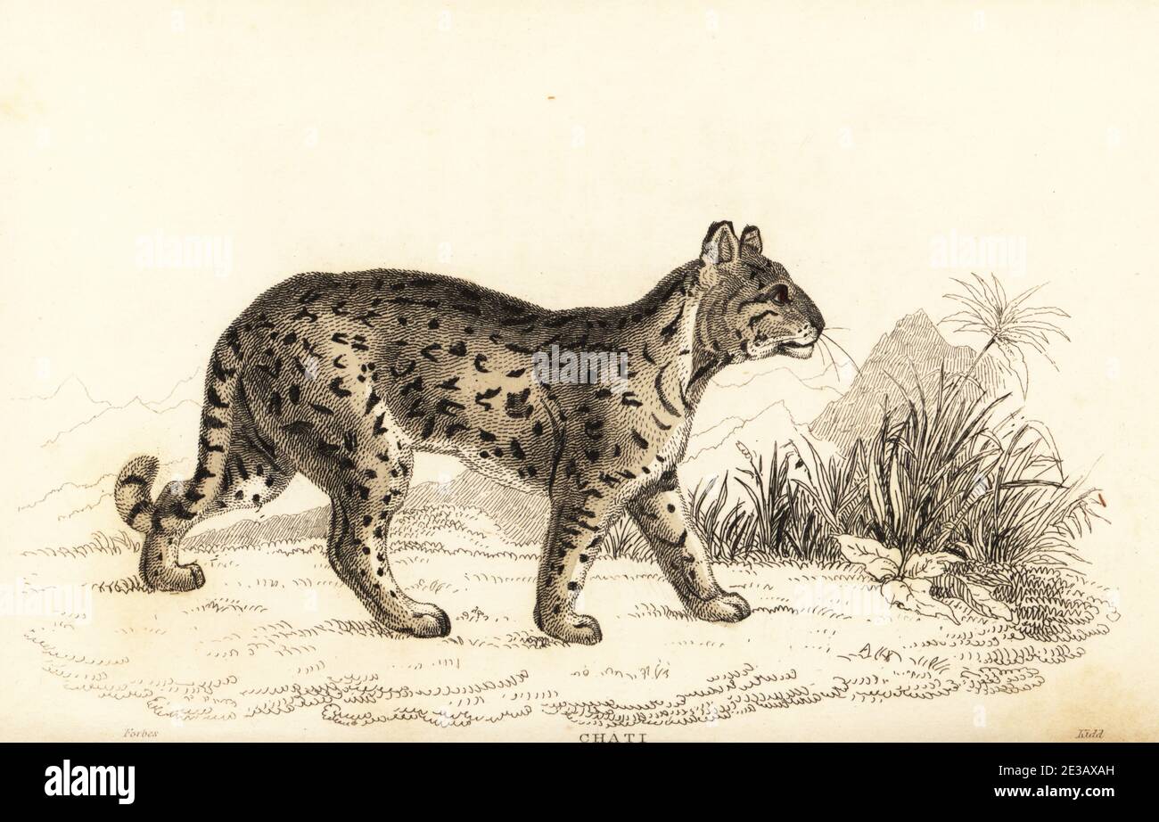 Ocelot, Leopardus pardalis mitis. (The chatl, Felis mitis ...