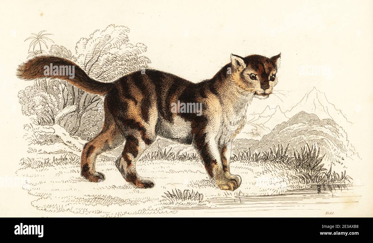 Wild tortoiseshell cat from South America, Felis catus. Handcoloured ...