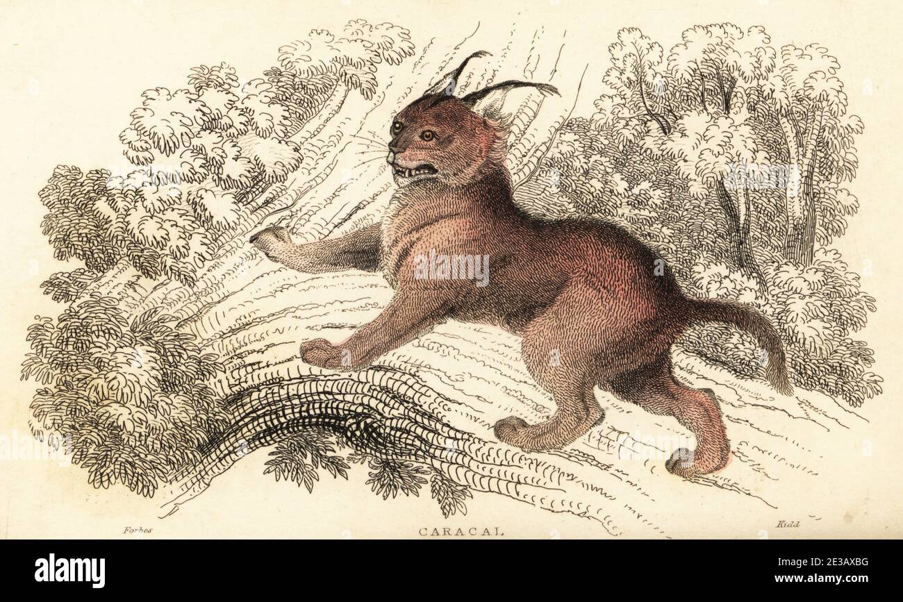 Caracal, Caracal caracal (Felis caracal). Handcoloured steel engraving ...