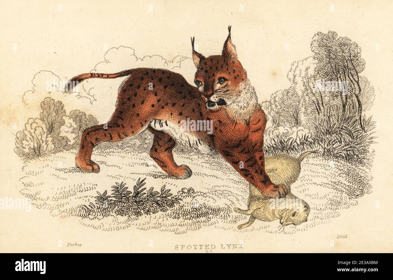 Eurasian lynx, Lynx lynx (Spotted lynx, Felis lynx). Handcoloured steel ...