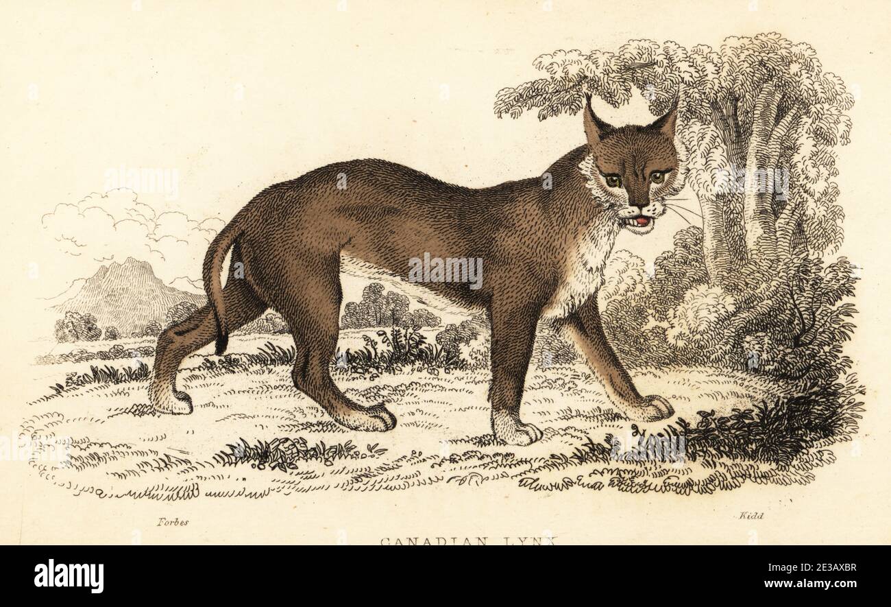 Canadian lynx, Lynx canadensis (Felis lynx). Handcoloured steel ...