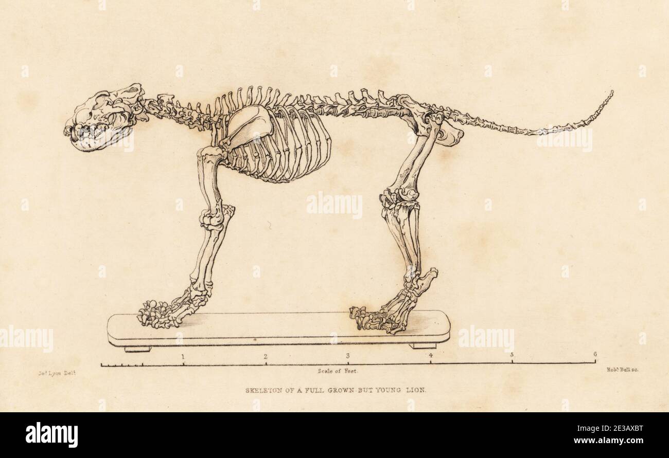 Skeleton of a full grown young lion, Panthera leo, Felis leo ...