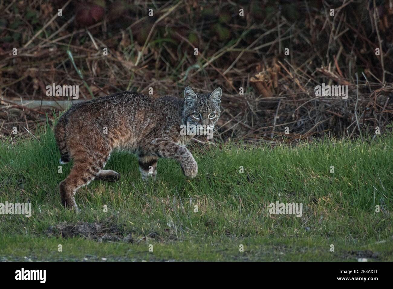Point reyes wildlife hi-res stock photography and images - Alamy
