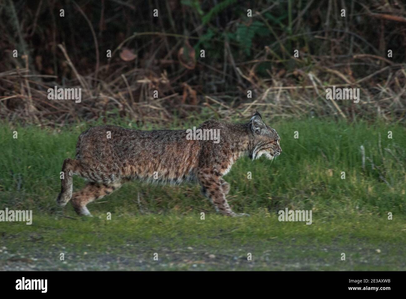 A wild bobcat (Lynx rufus) from Point Reyes National seashore in ...