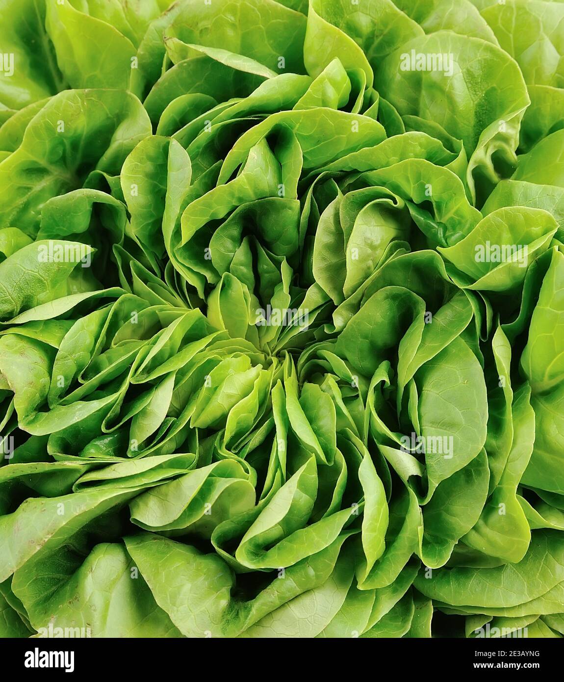 Lettuce salad backgrounds Stock Photo - Alamy