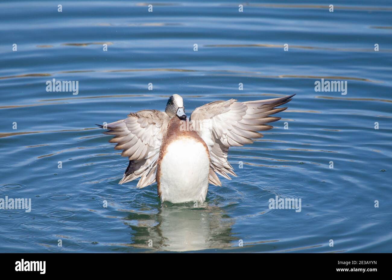 American Wigeon Male Flapping Wings Stock Photo - Alamy