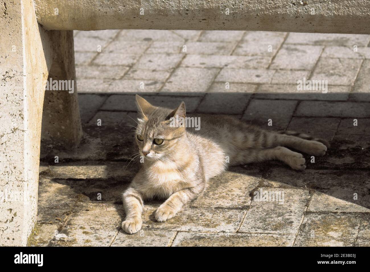 Sicily kitten hi-res stock photography and images - Alamy