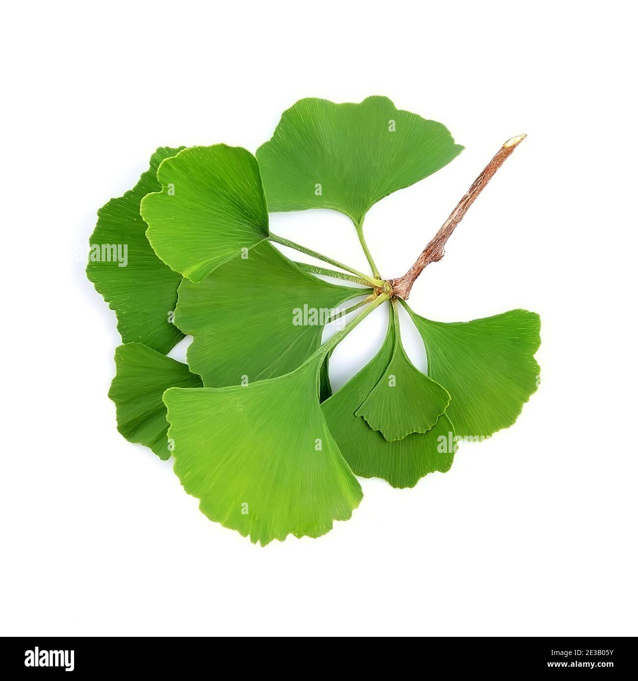 Branch ginkgo biloba isolated on white backgrounds Stock Photo - Alamy