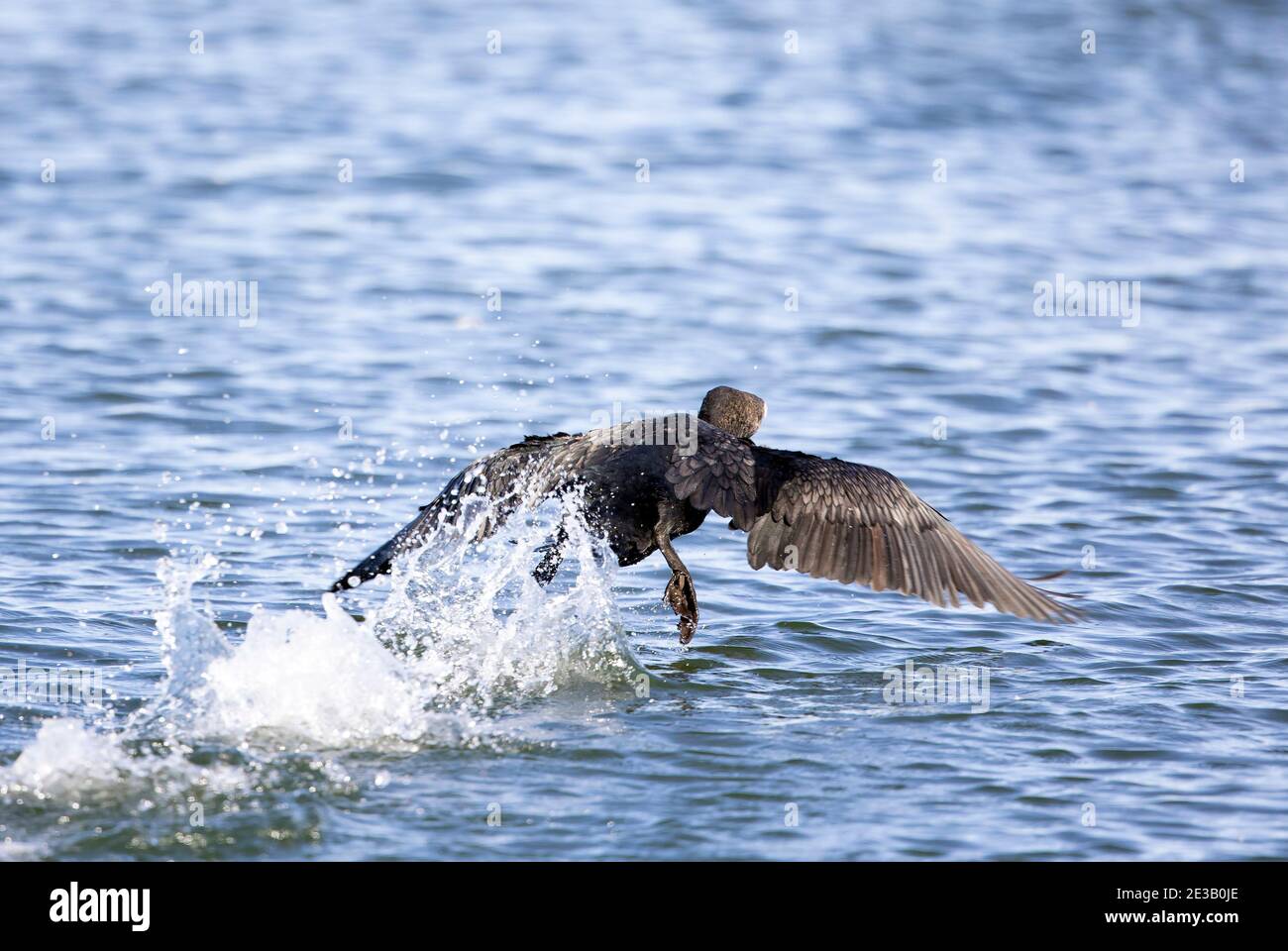 Double crested Cormorant Taking Off Stock Photo - Alamy