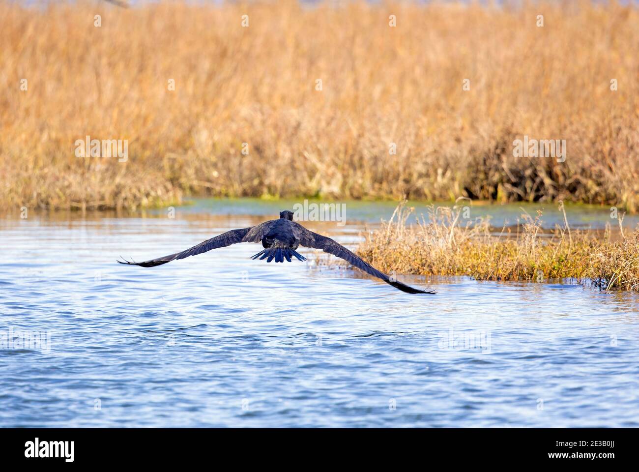 Double crested Cormorant Taking Off Stock Photo - Alamy