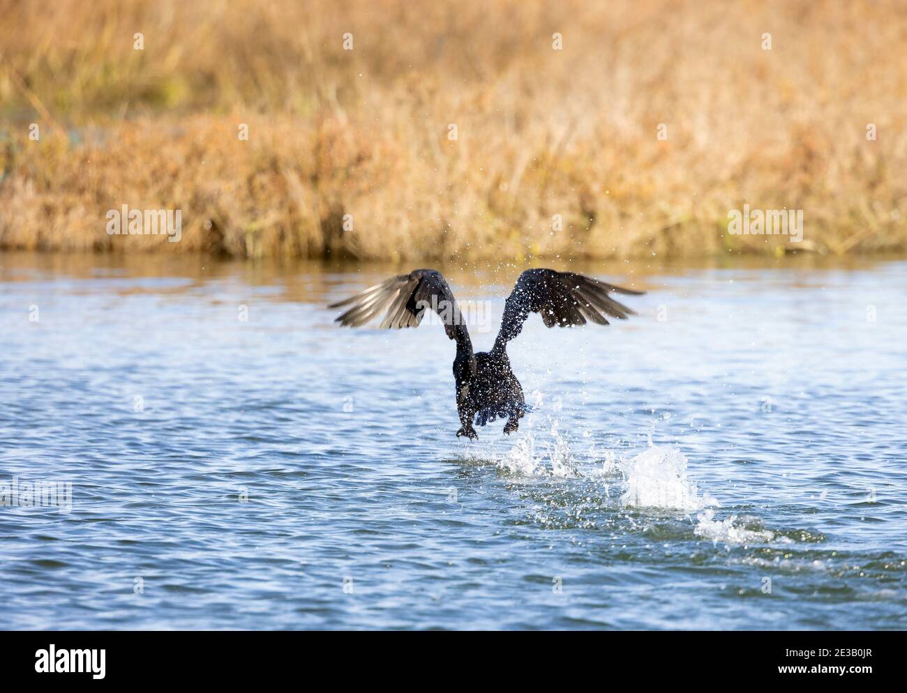 Double crested Cormorant Taking Off Stock Photo - Alamy