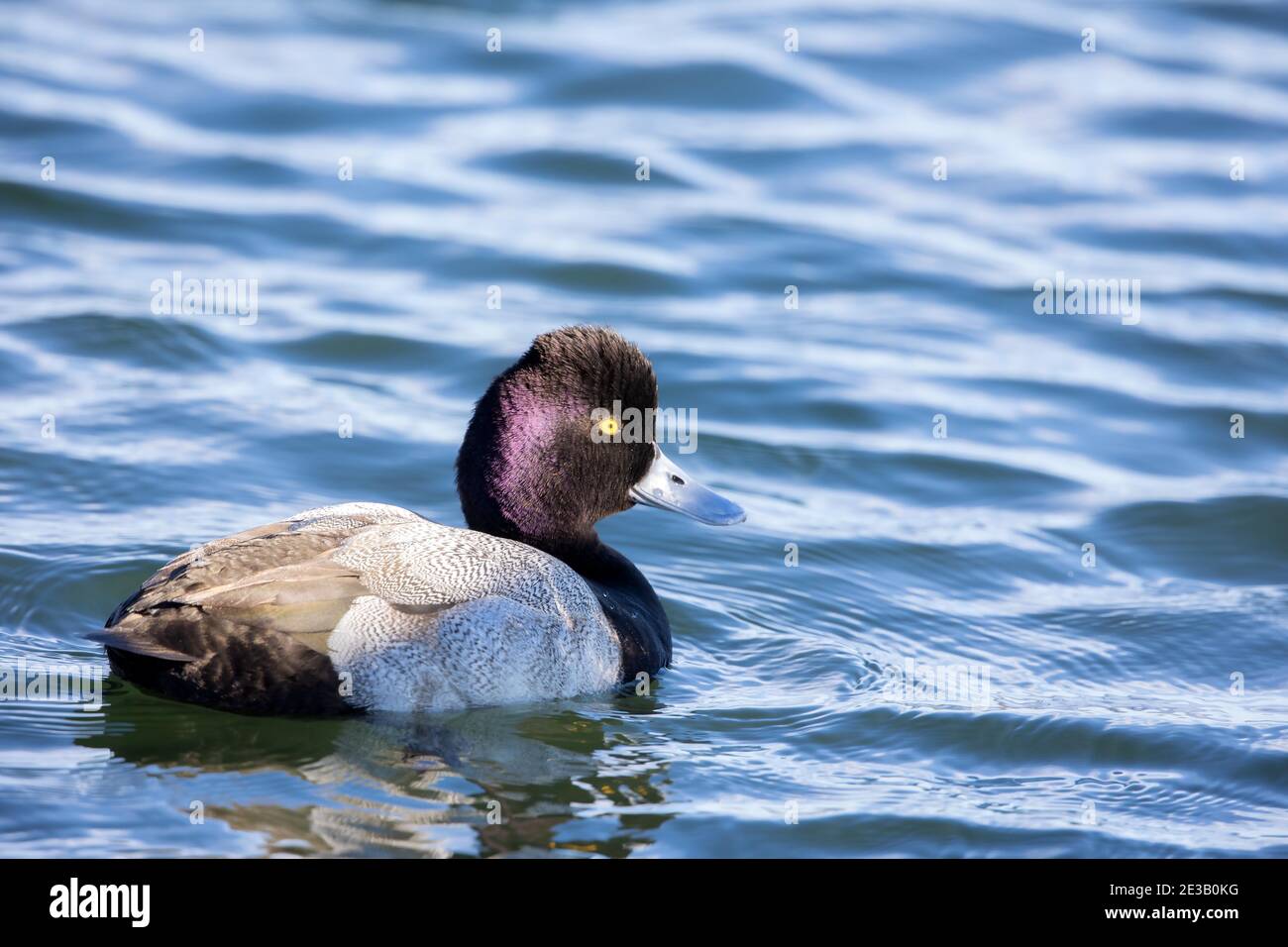 Lesser Scaup Male Drake Stock Photo - Alamy