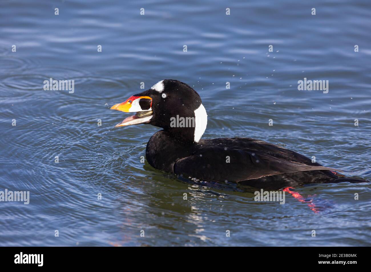 Surf Scoter Male Drake Stock Photo - Alamy