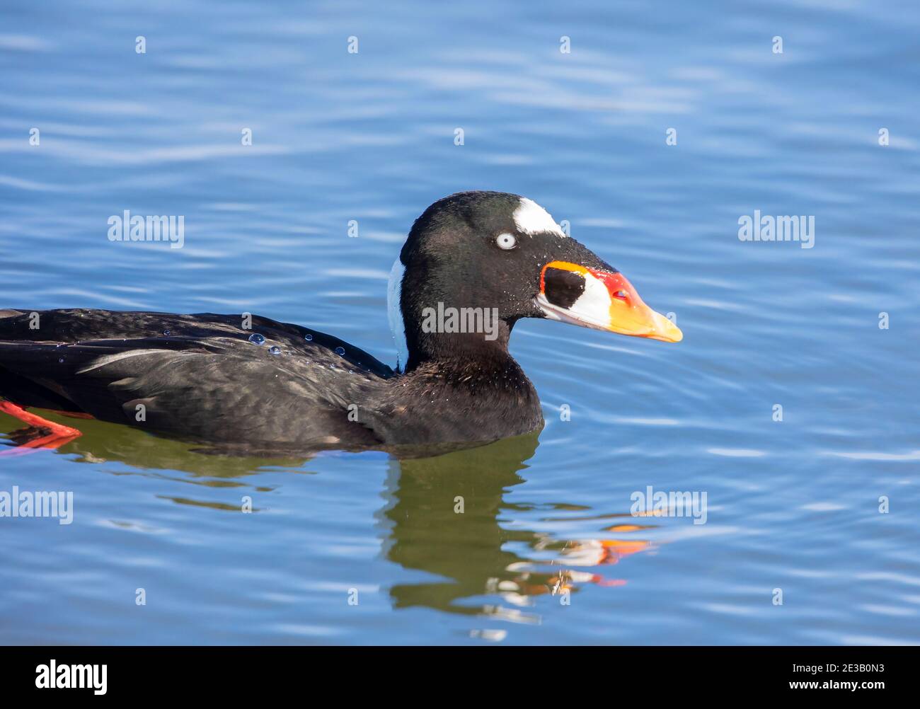 Surf scoter closeup hi-res stock photography and images - Alamy