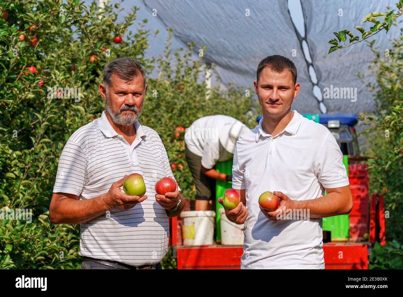 Farmer Picking Apples In Orchard High Resolution Stock Photography and ...