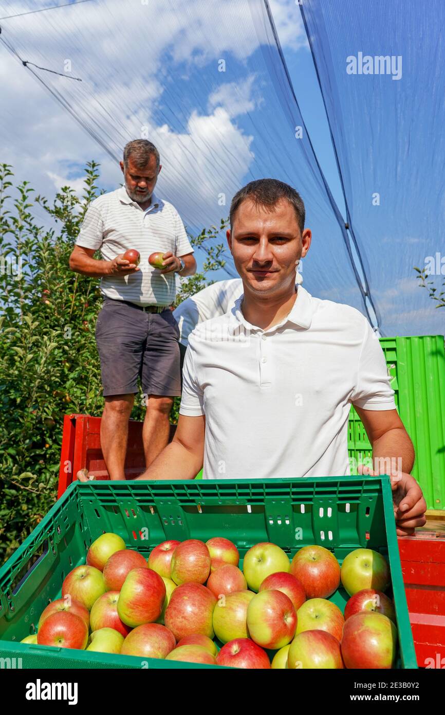 Farmer picking apples orchard hi-res stock photography and images - Alamy