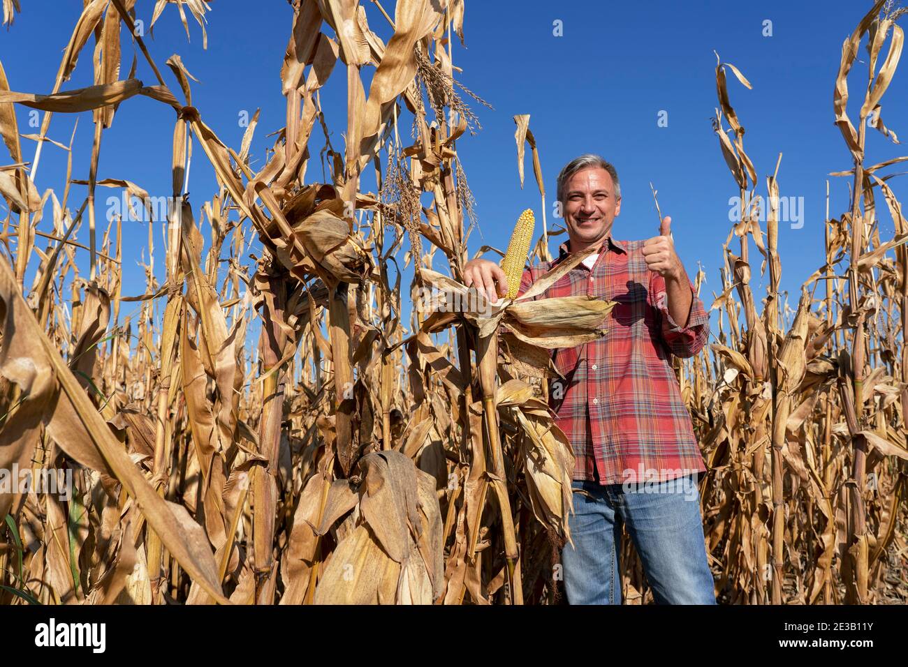Field of maize hi-res stock photography and images - Alamy