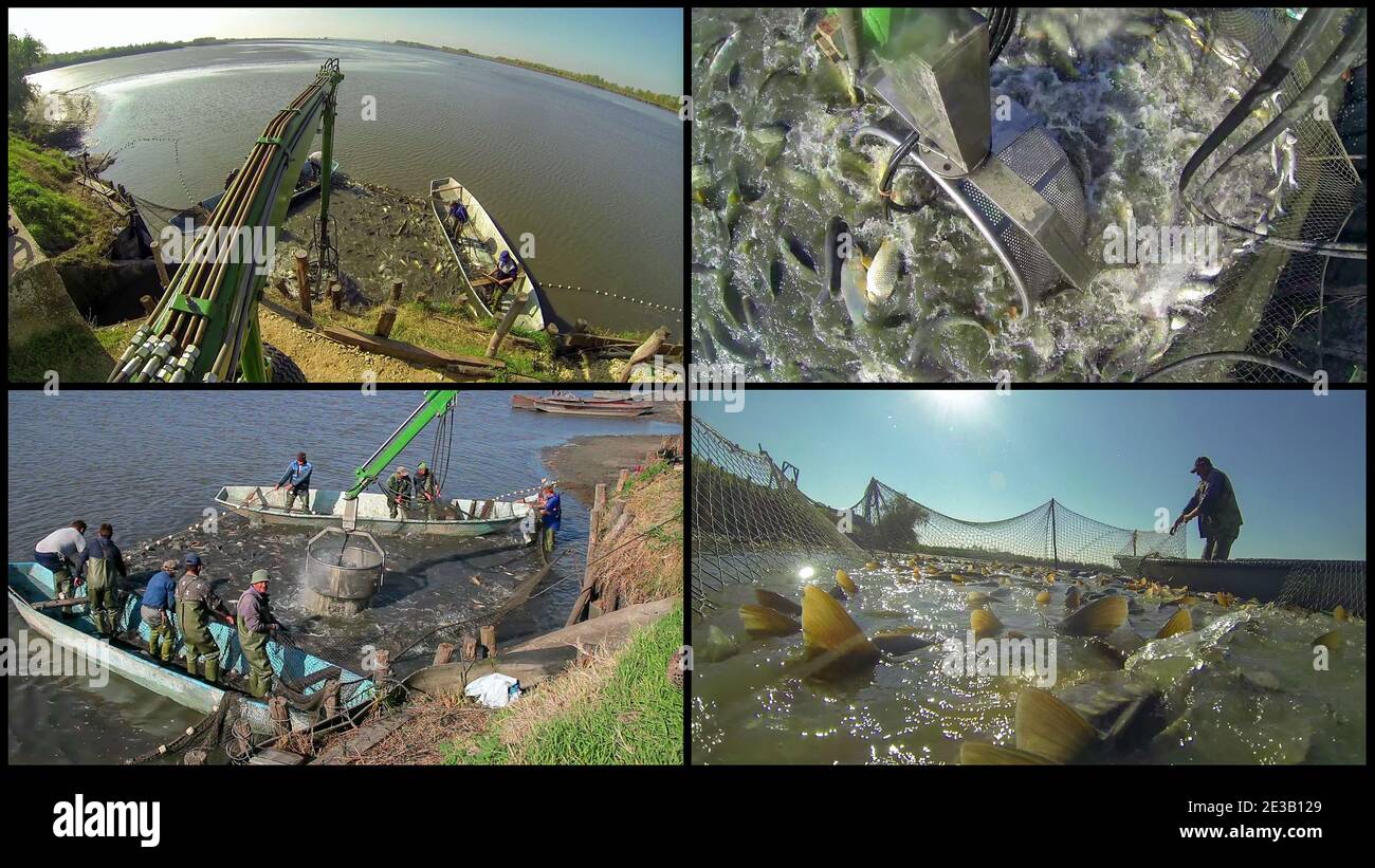 Fisherman unloading fishing industry fishing boat transportation hi-res ...