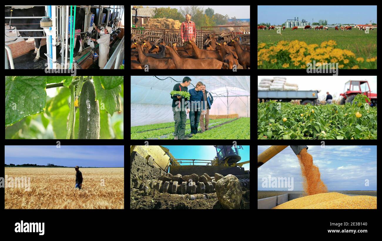 Goat milking commercial hi-res stock photography and images - Alamy