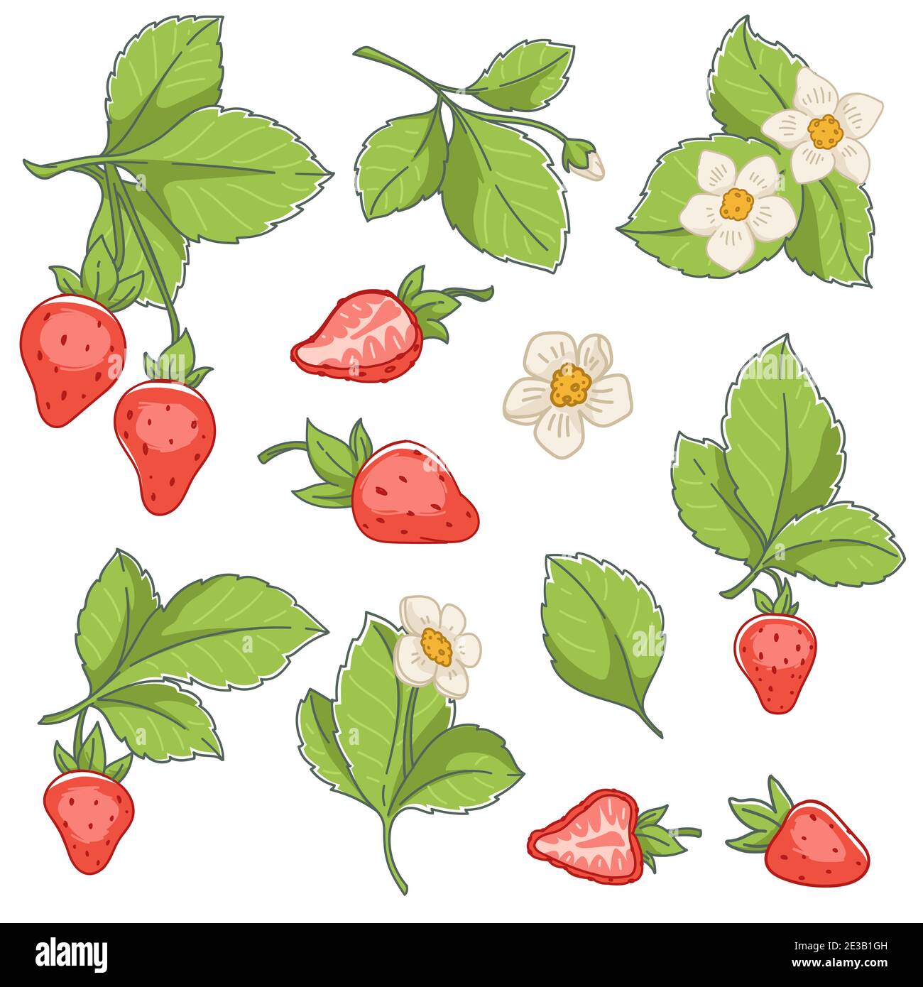 Fragaria strawberries Stock Vector Images - Alamy
