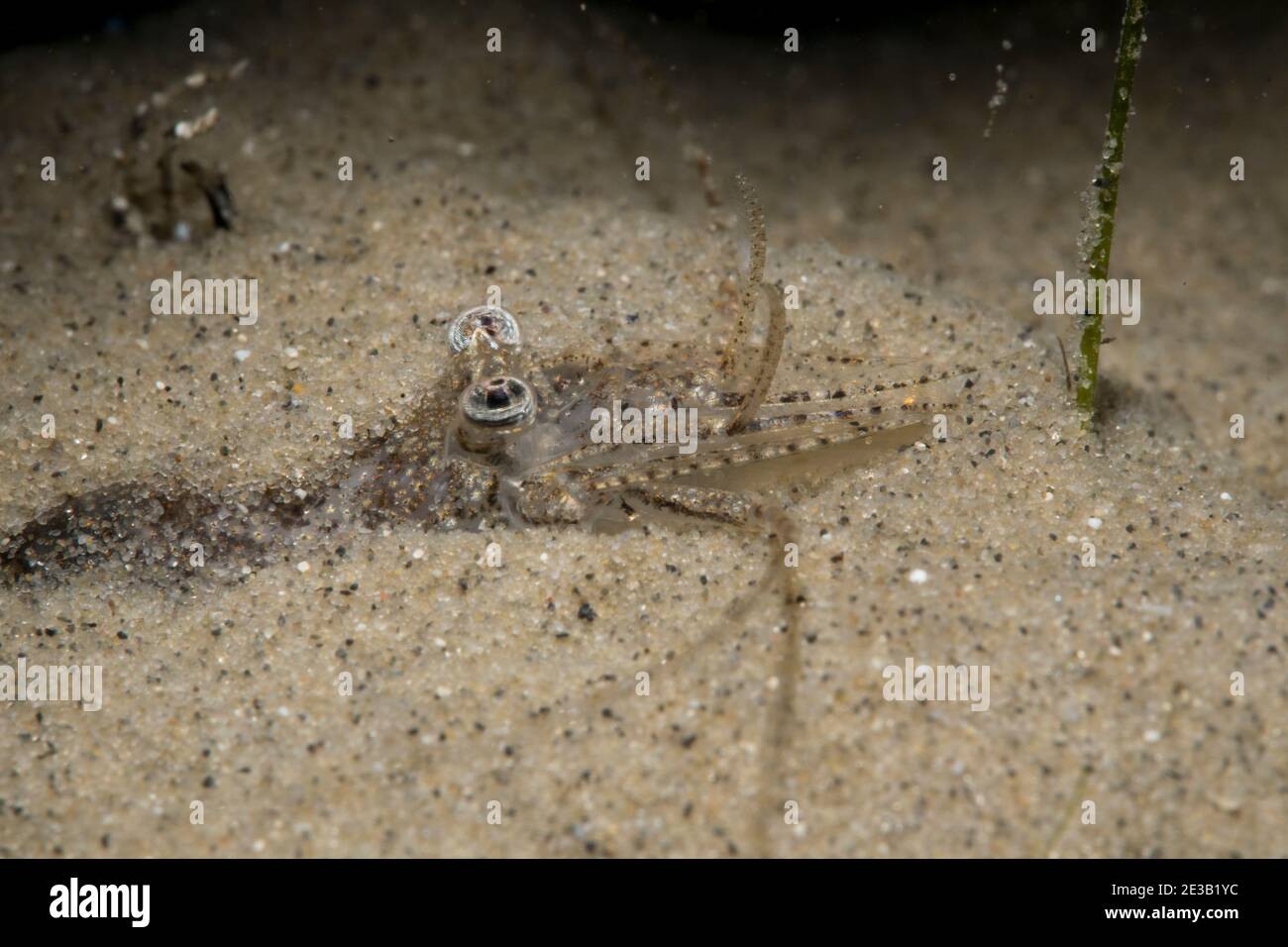 Brown Shrimp Crangon crangon Stock Photo - Alamy