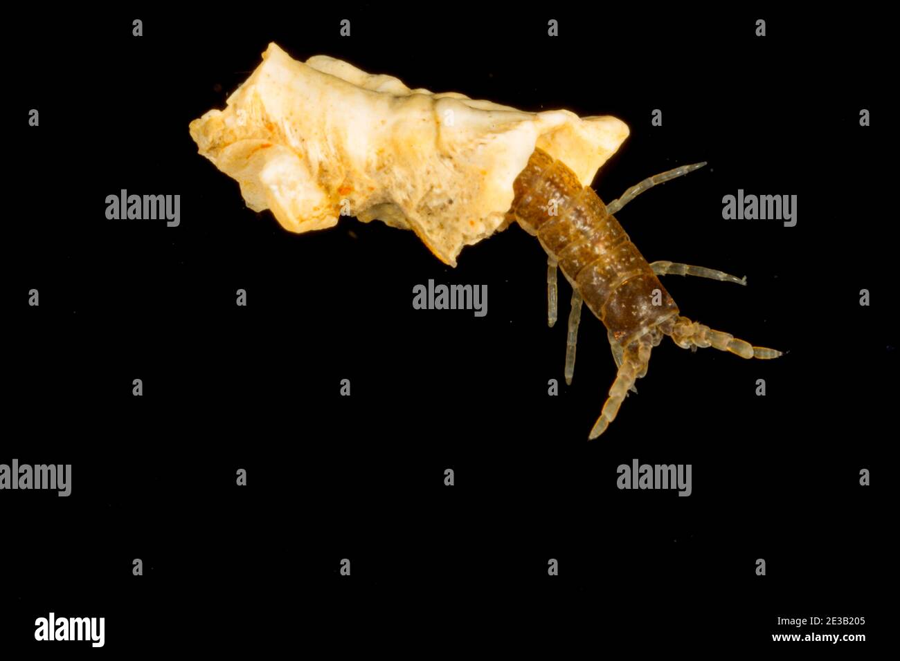 Marine isopod cleantis prismatica hi-res stock photography and images ...