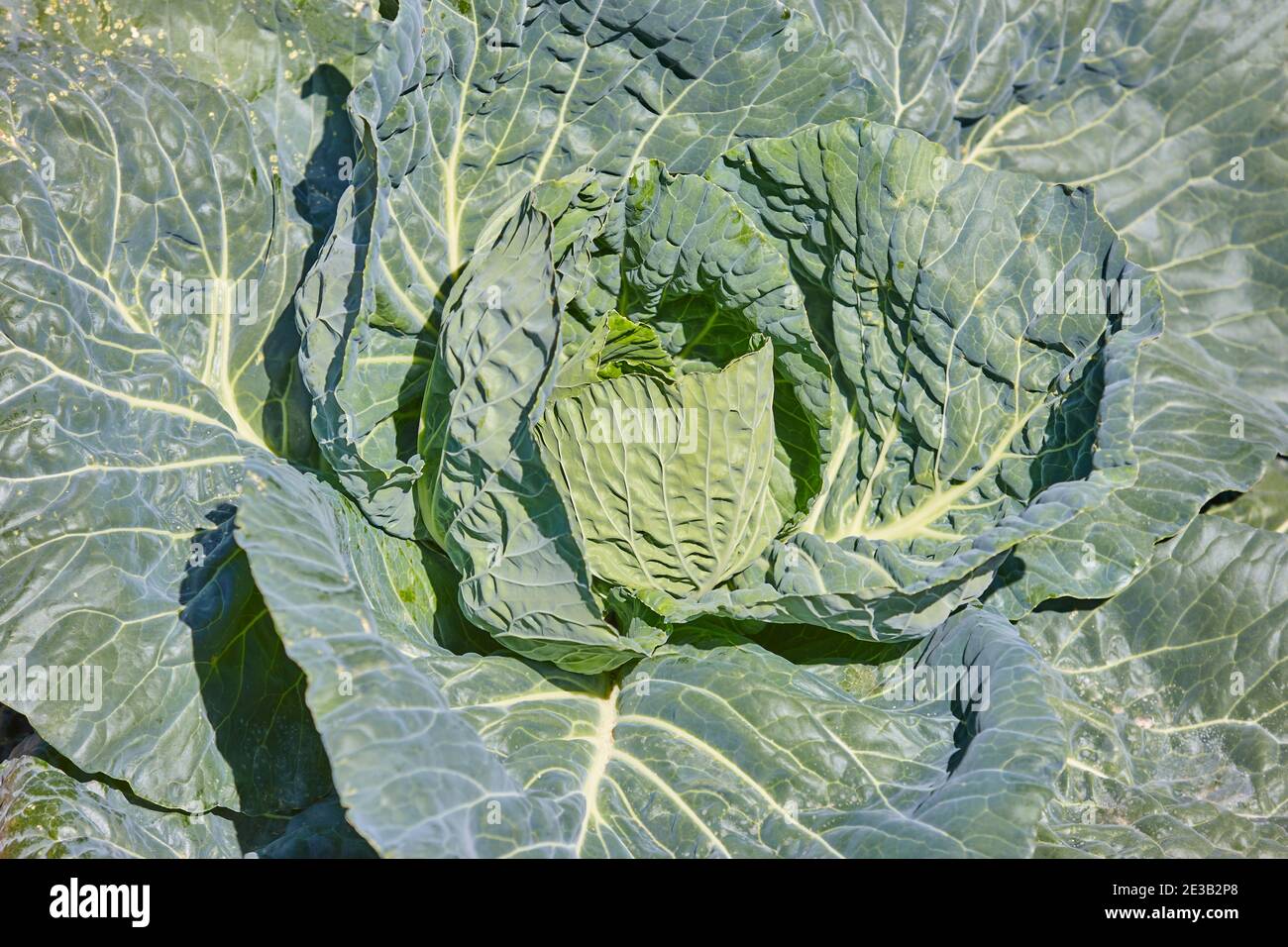 Cabbage leaves detail. Organic healthy natural food. Vegetable Stock ...