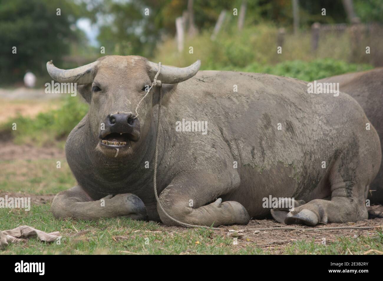 Asiatic buffalo hi-res stock photography and images - Alamy