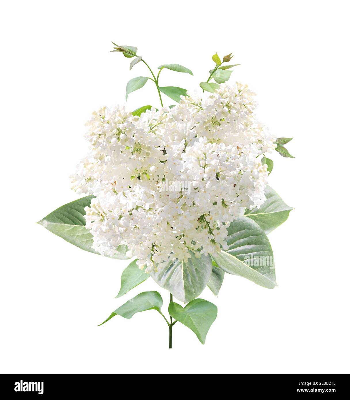 Branch of Lilac with white flowers and leaves. Twig of Common Lilac ...