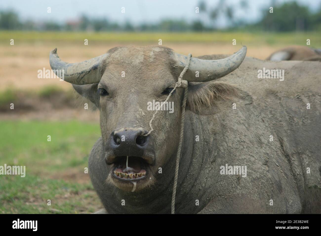 Big horned asian water buffalo hi-res stock photography and images - Alamy
