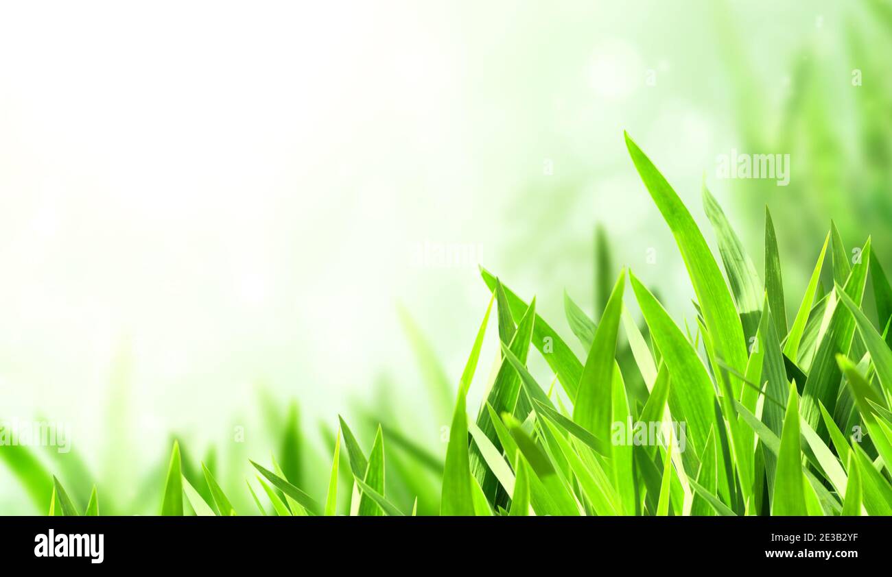 Sunny spring background with green grass. Horizontal summer banner with ...