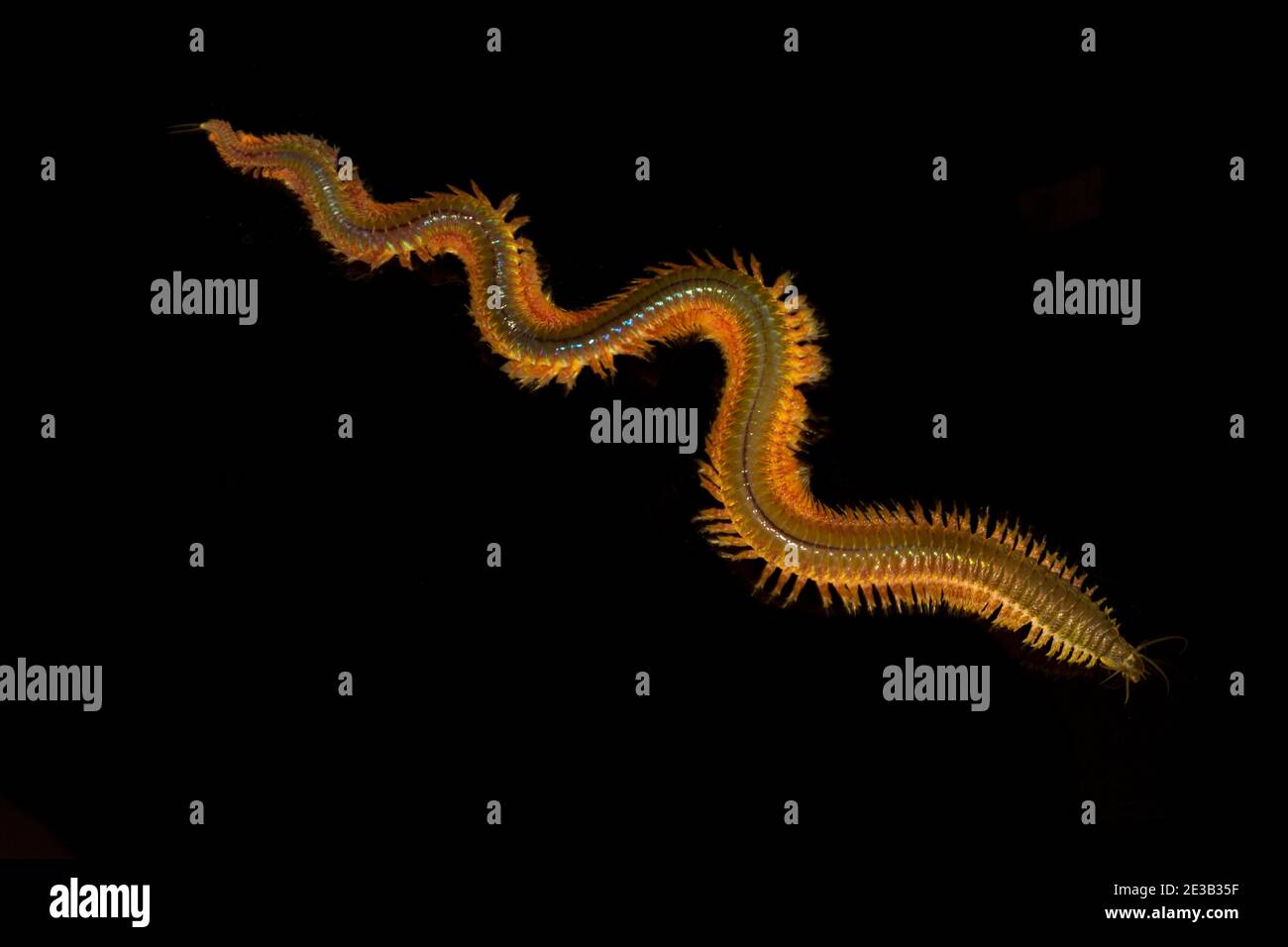 Common Ragworm Perinereis cultrifera Stock Photo - Alamy