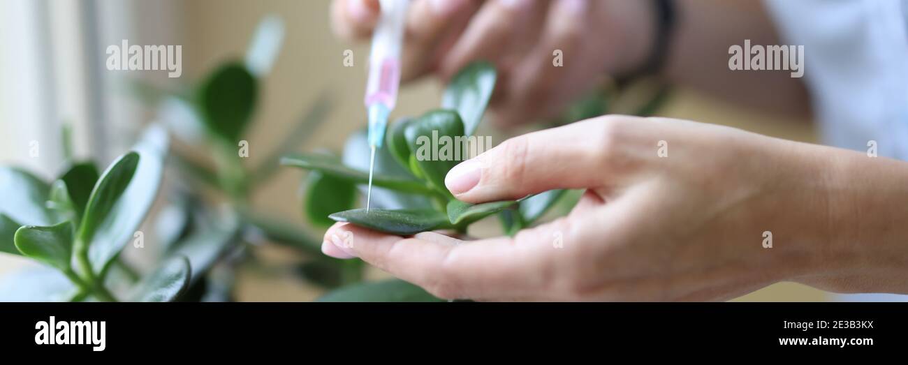 Syringe is injected into stem of the plant Stock Photo - Alamy
